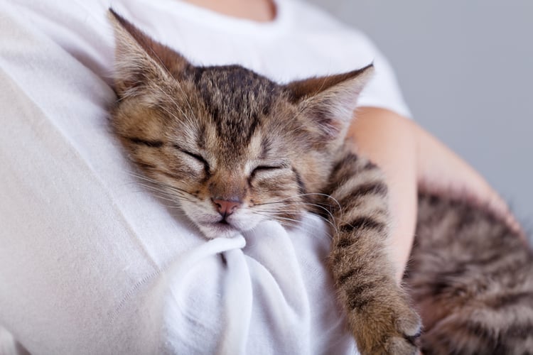 How to Prepare Your Cat for their First Grooming Appointment