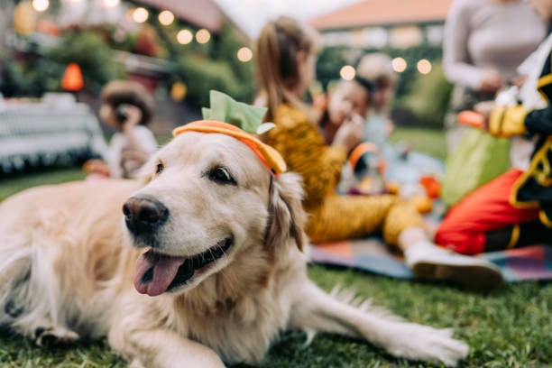 Planning a Pet-Friendly Community Event