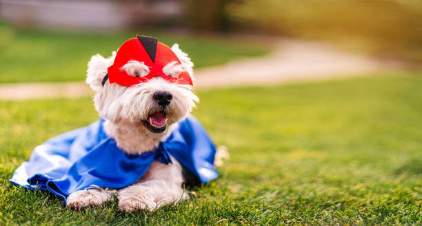 Creating a Themed Week at Your Doggy Daycare