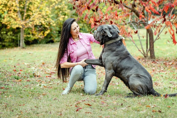 Most Popular Dog Breed Predictions for 2026 | Revelation Pets