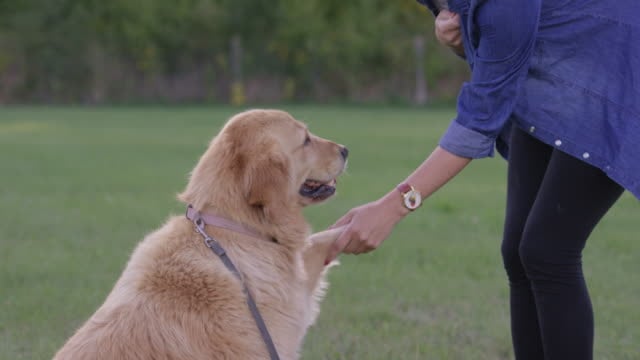 Mastering the Art of Handling Difficult Dogs in Pet Care