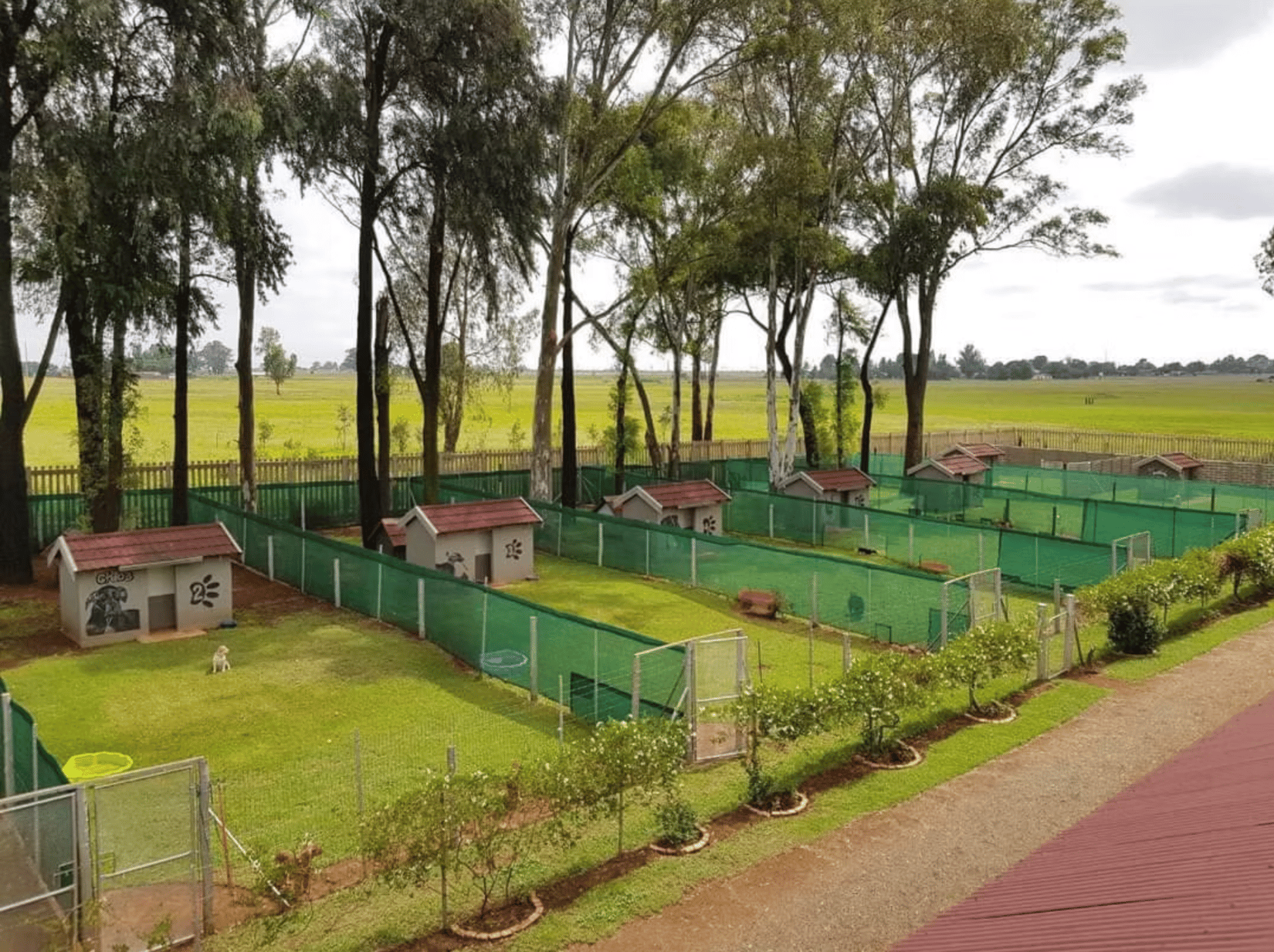 How Paws at Play Pet Hotel Became a Haven for Dogs in South Africa