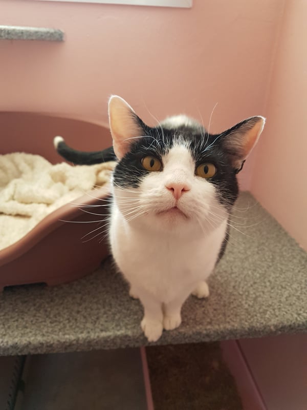 A Digital Upgrade to a Modern Cattery